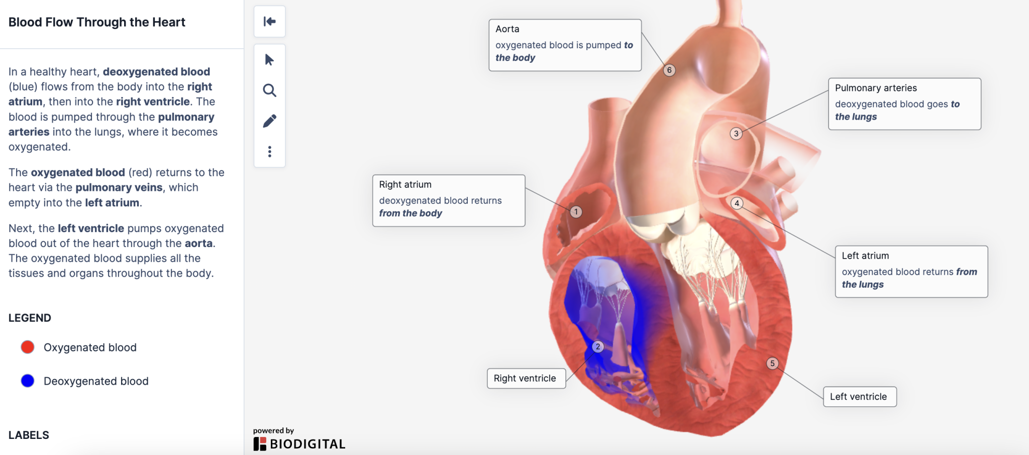 🫀11 Free & Paid Anatomy & Physiology Games / Apps [2024]